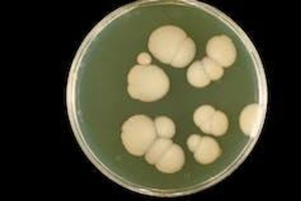 What Mushrooms Can Teach Us About Gender Identity