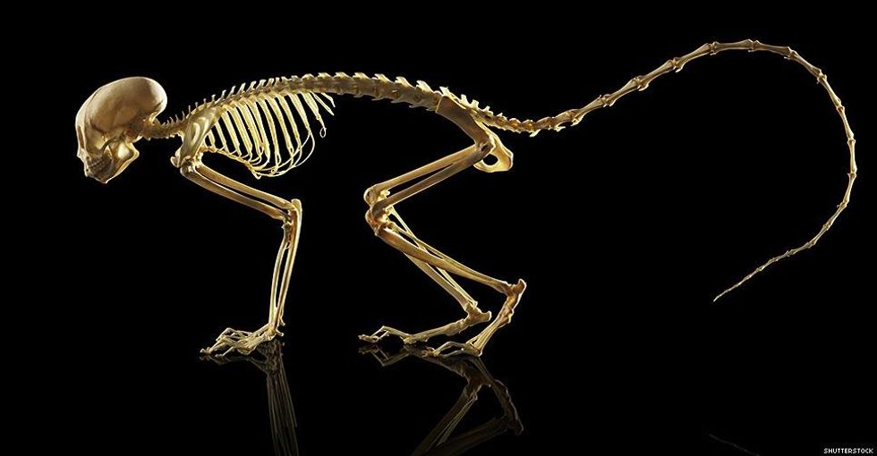 Simian HIV Has Been Infecting Primates for Million of Years